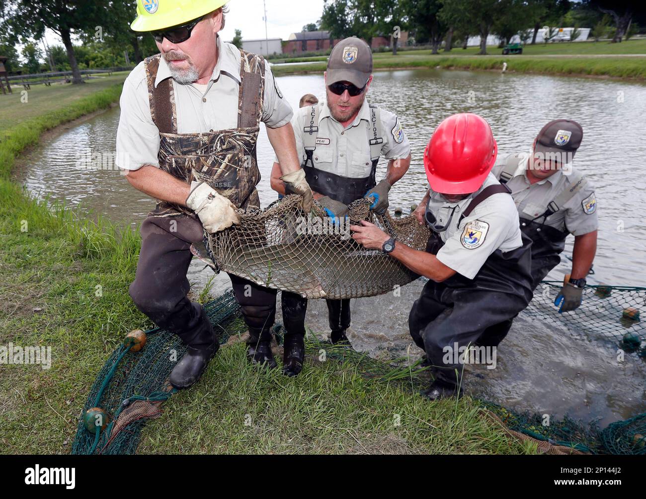 Bill Clinton Riding An Alligator