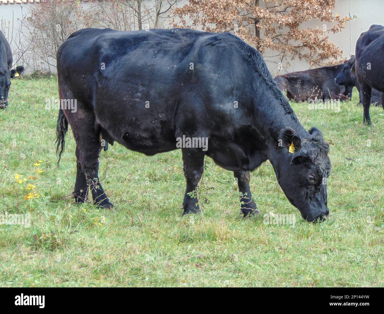 A black angus cow grazing grass. Black angus cow Stock Photo - Alamy