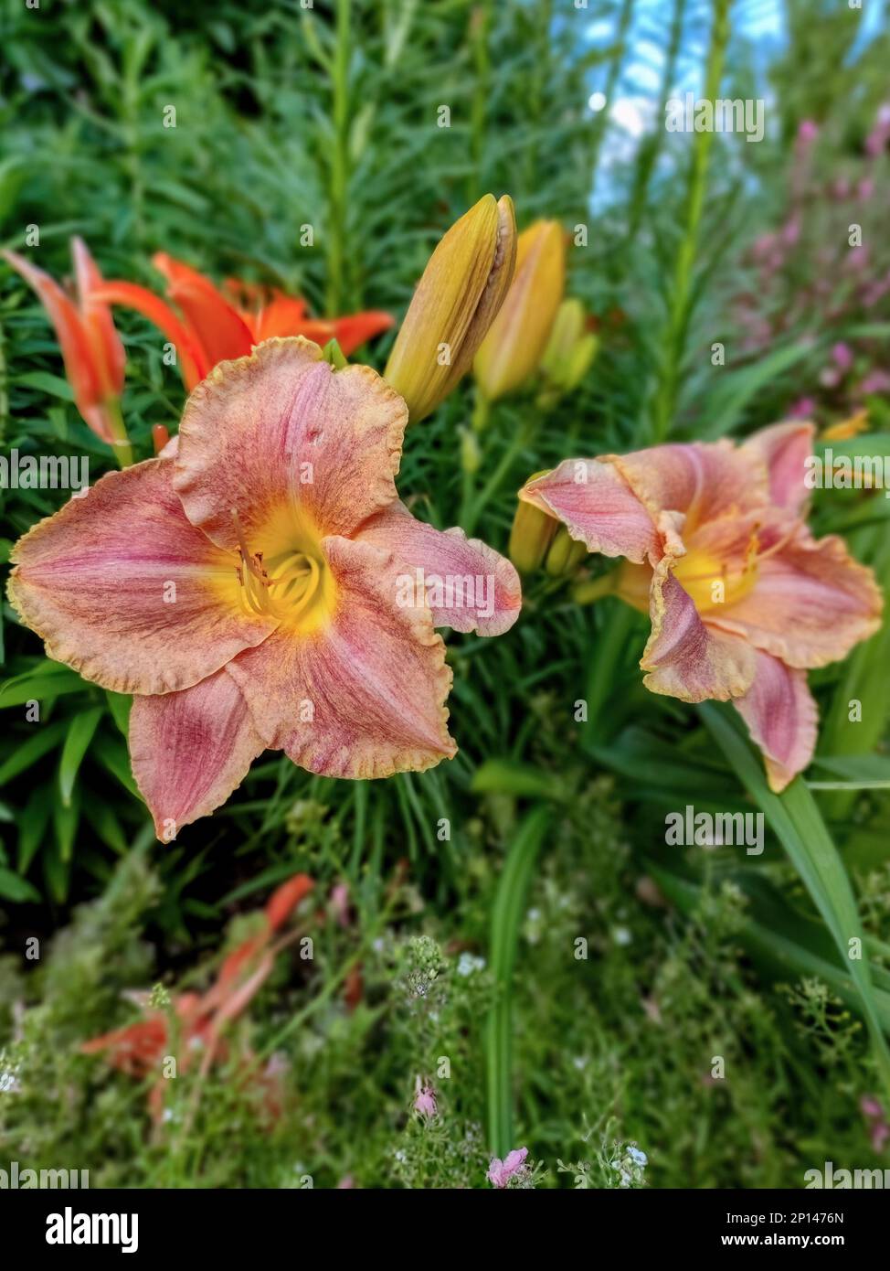 Hemerocallis Happy Hooligan beautiful flower in the garden Stock Photo ...