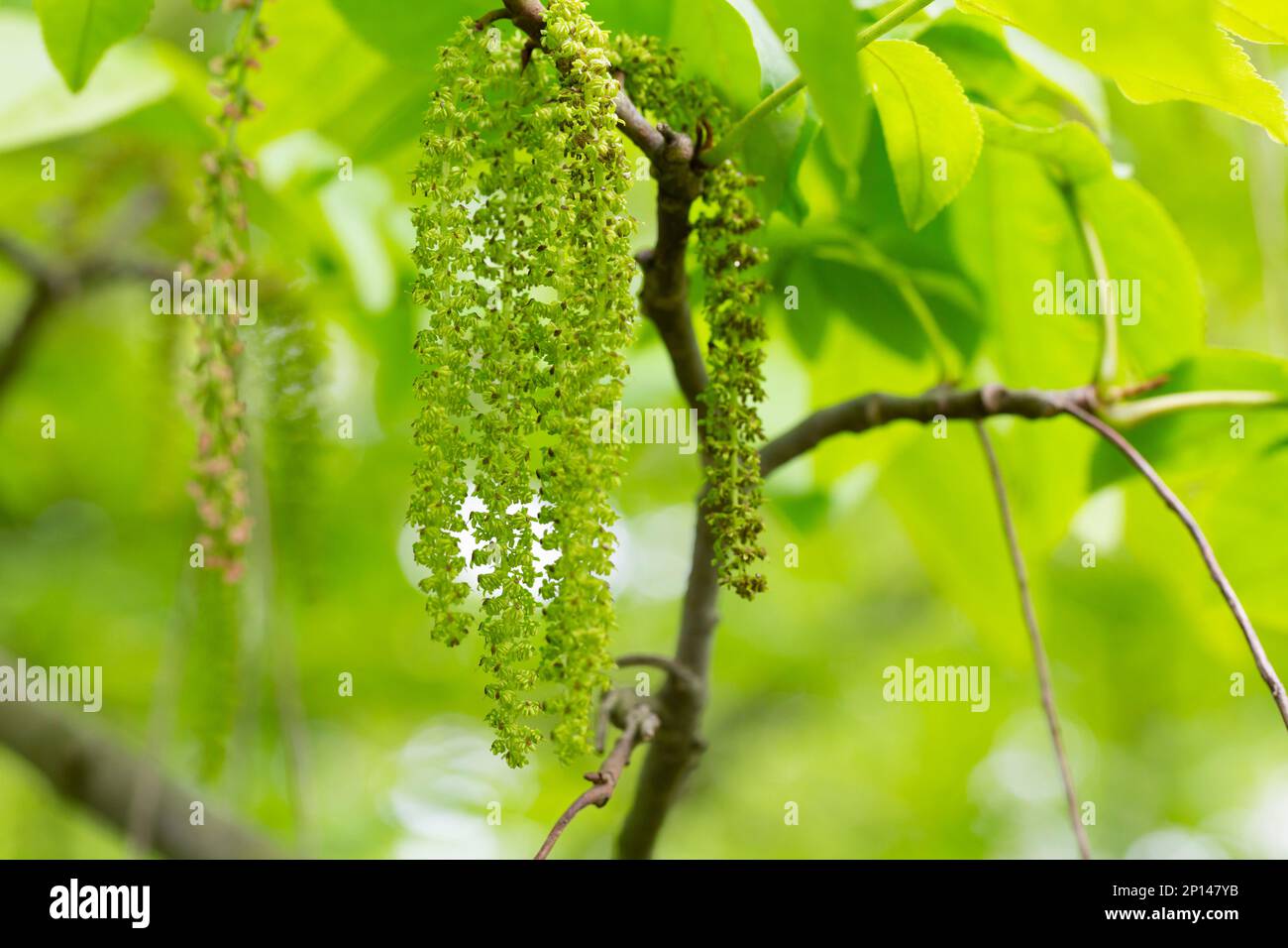 The branch of Manchurian nut-tree Juglans mandshurica with catkins ...