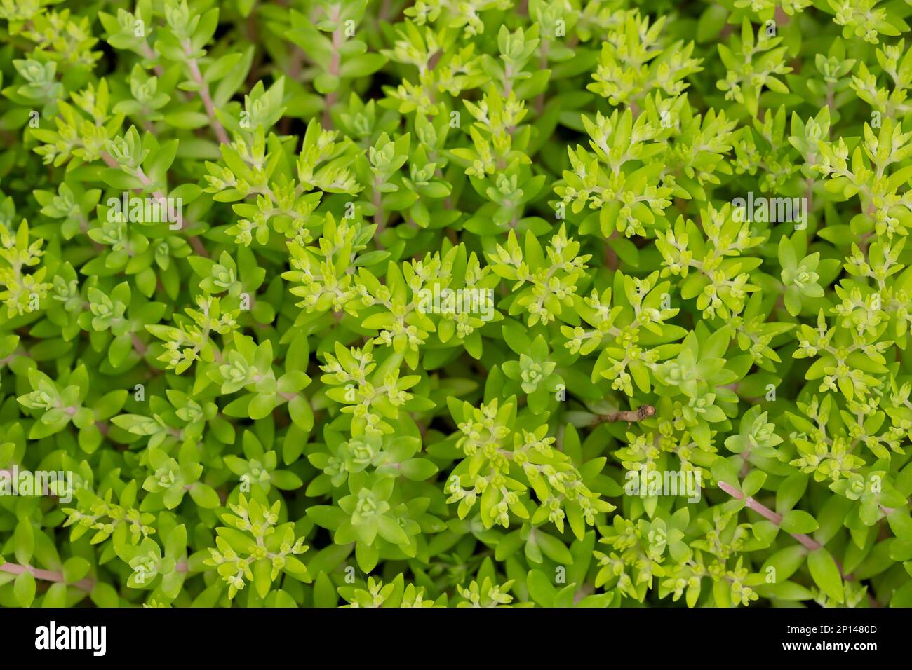 Sedum sarmentosum, known as stringy stonecrop, gold moss stonecrop, and ...
