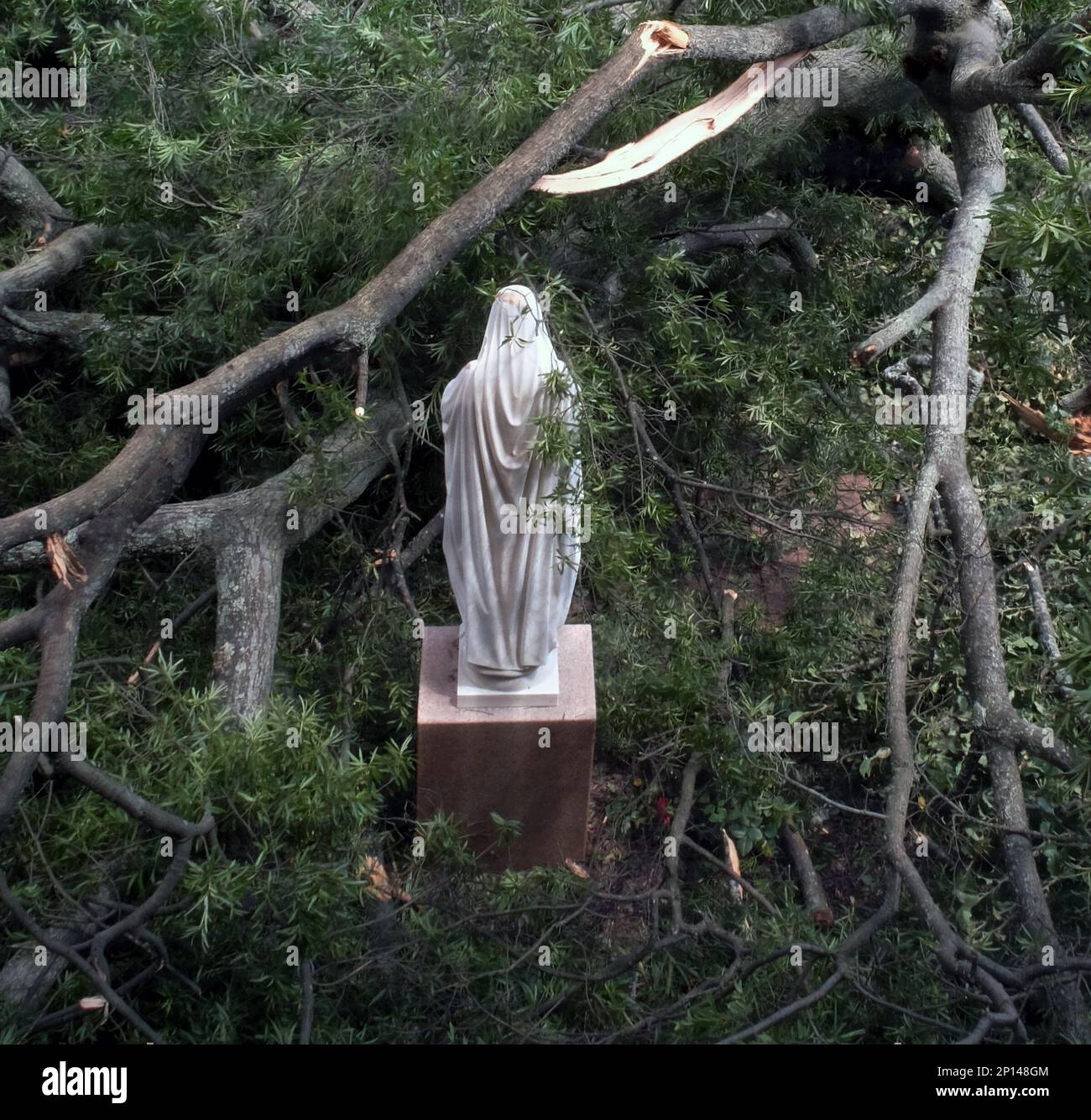 This statue of the Virgin Mary stands amid branches of a fallen tree ...