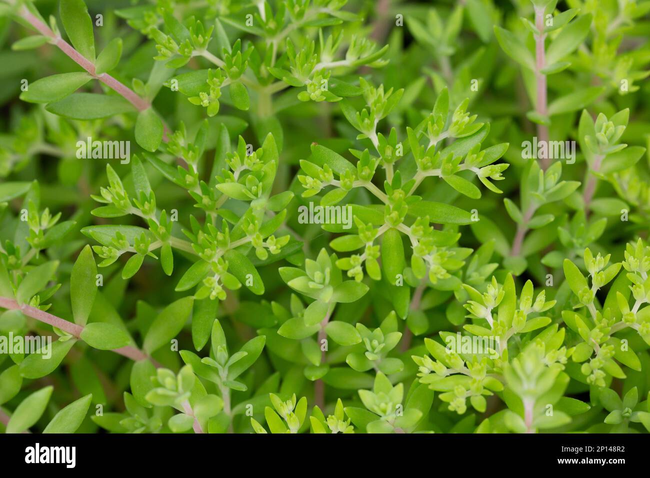 Sedum sarmentosum, known as stringy stonecrop, gold moss stonecrop, and ...