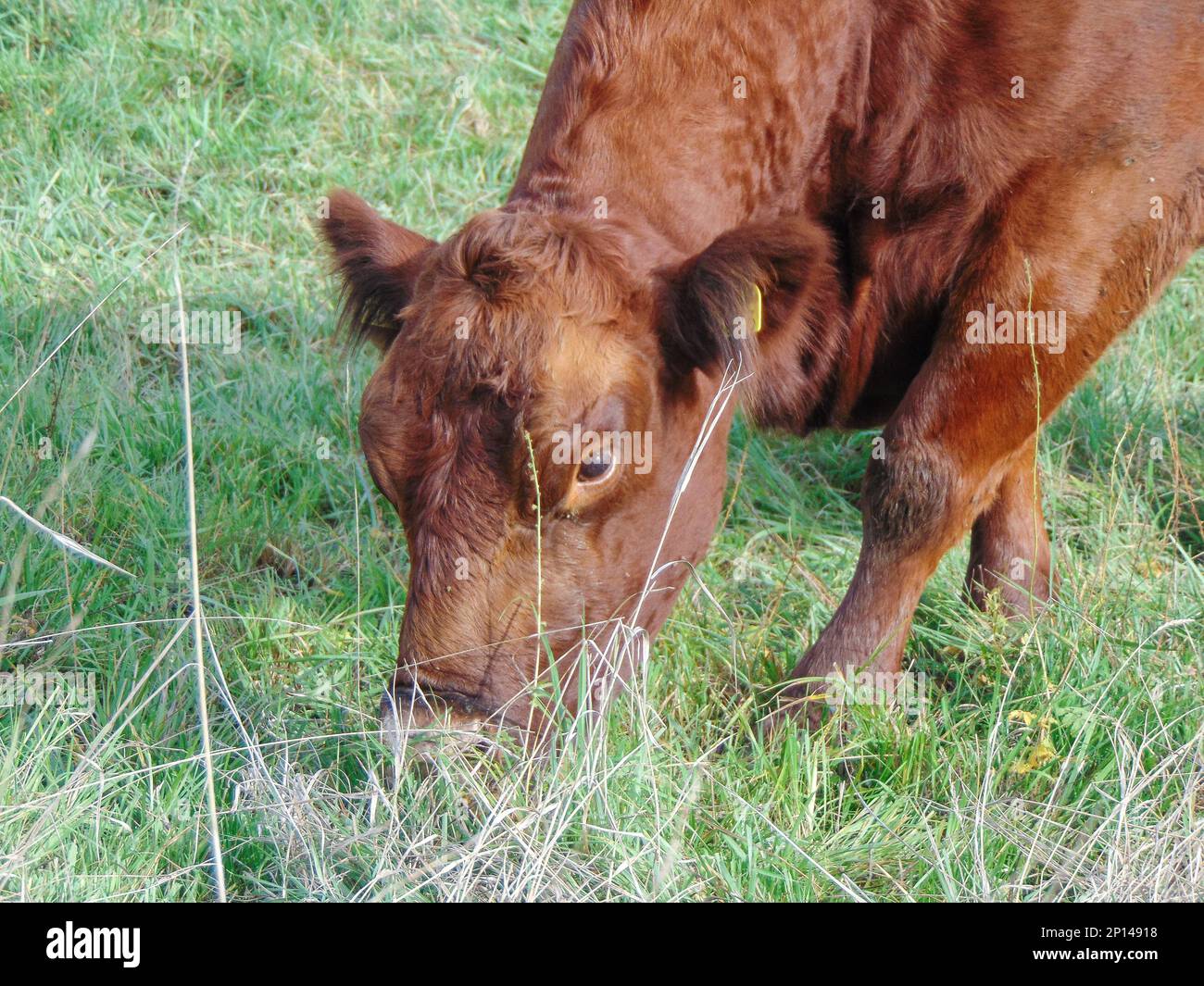 A red angus cow grazes grass Stock Photo - Alamy