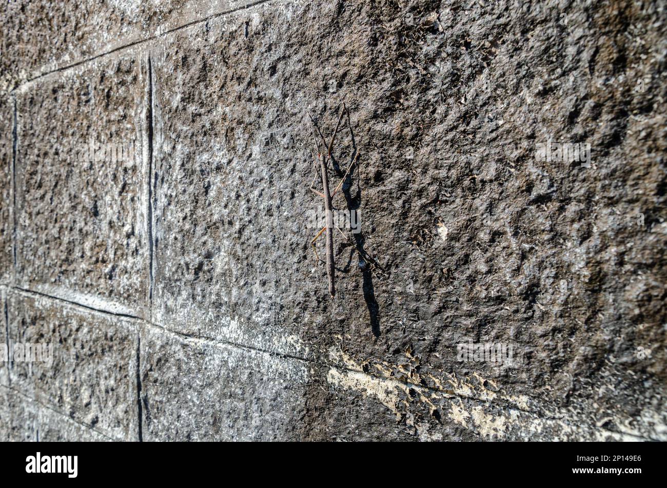 Walking Stick insect camouflaged on a stone wall Stock Photo - Alamy