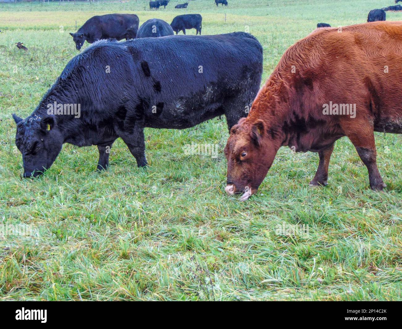 A black angus cow and a red angus cow are grazing grass Stock Photo - Alamy