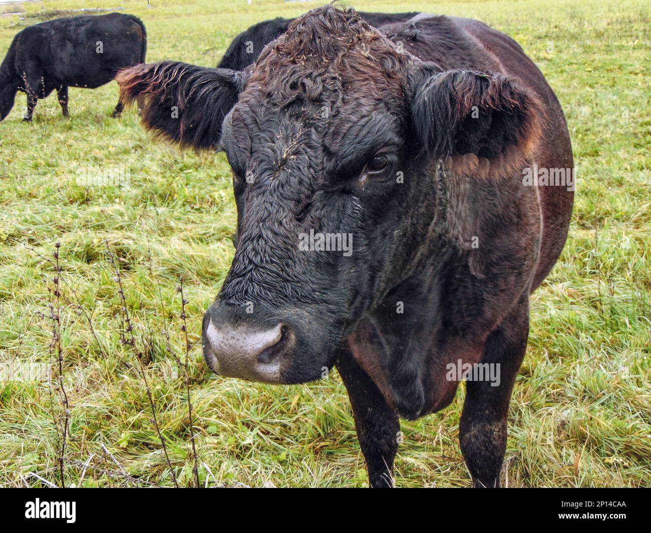 Black angus cow on pasture Stock Photo - Alamy