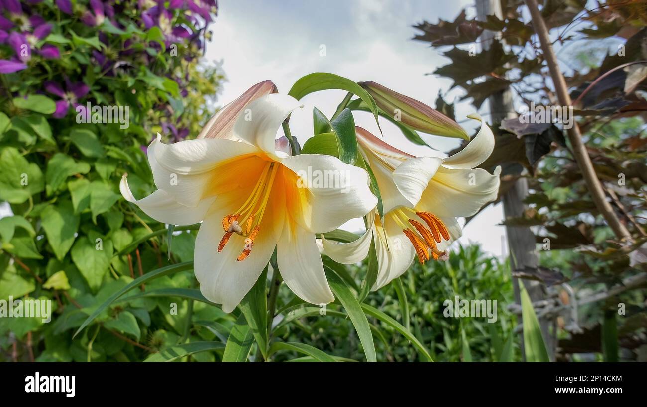 Tree Lily or Lilium Lavon yellow white flower in the garden design ...