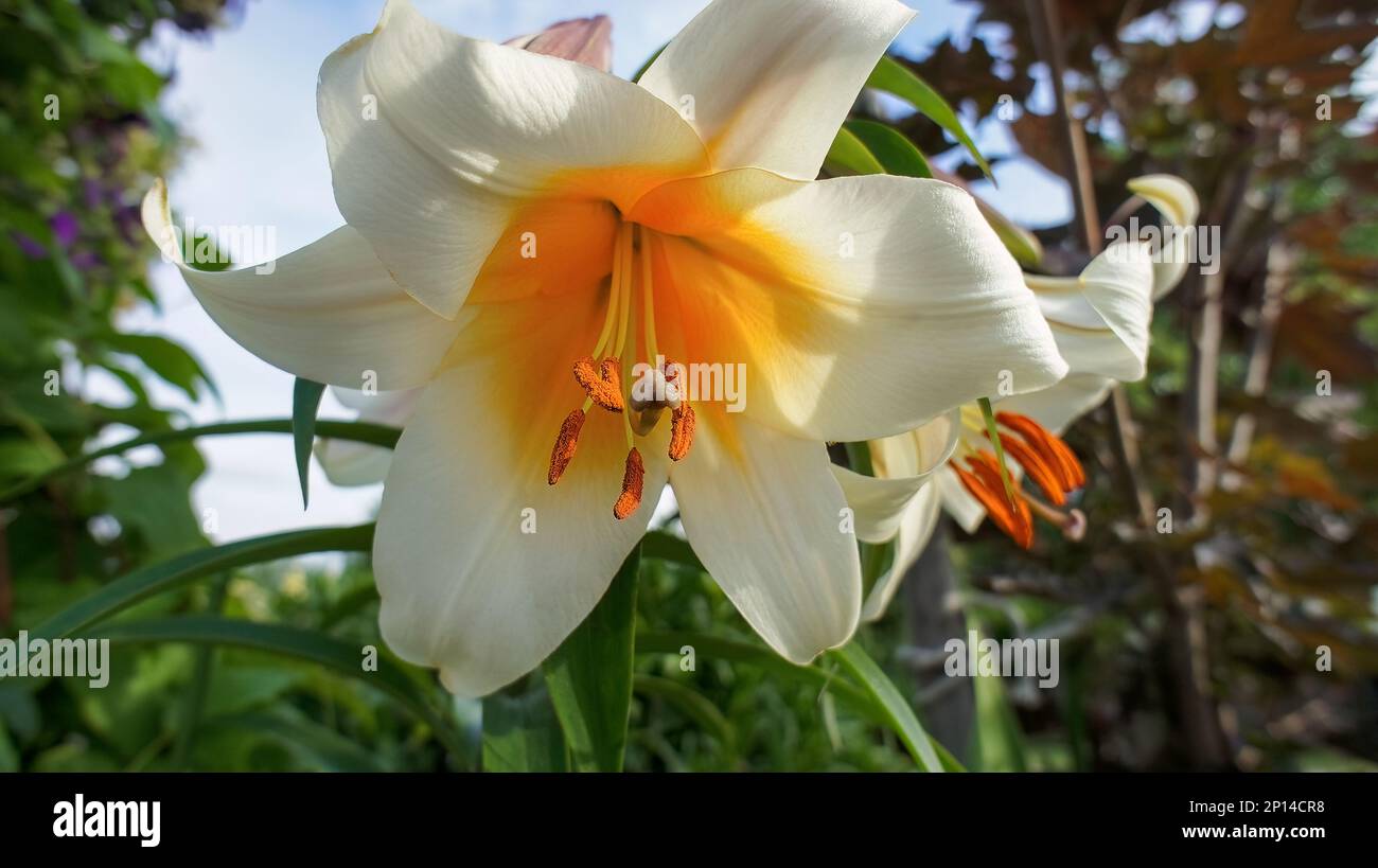 Tree Lily or Lilium Lavon yellow white flower in the garden design ...