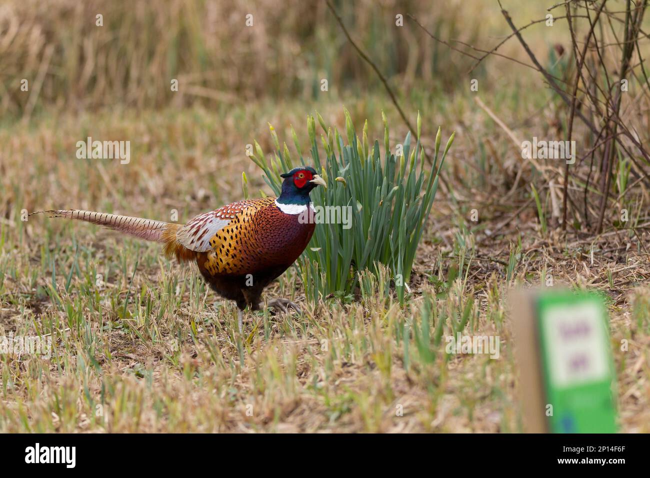 Pheasant male Phasianus colchicus, red wattle blue green sheen on head ...