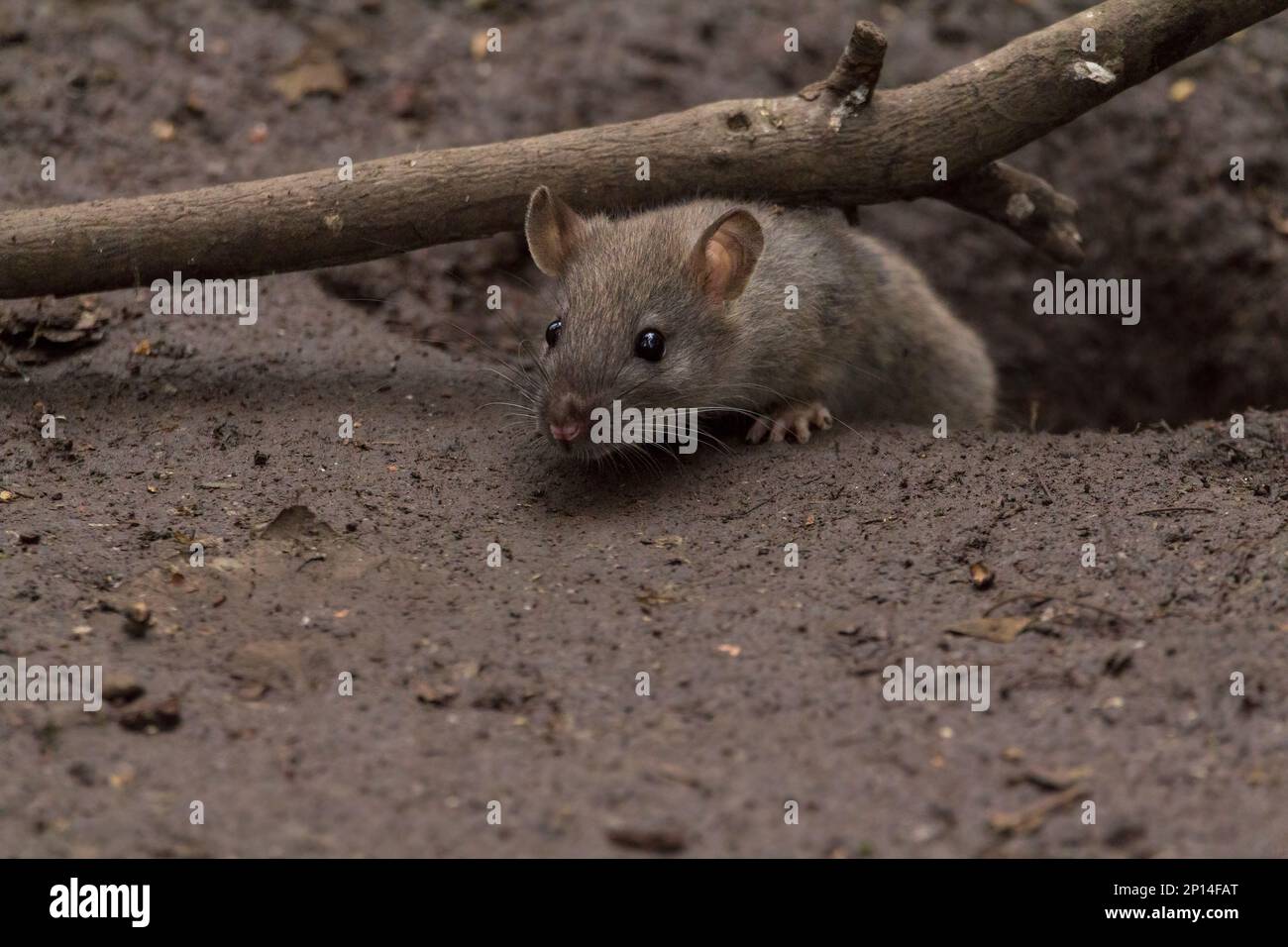 Rat brown Rattus norvegicus, coarse brownish grey fur small finely ...