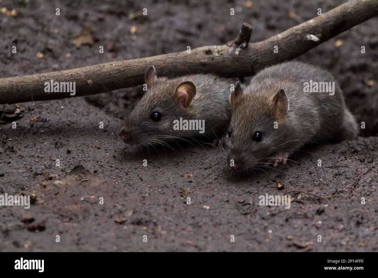 Rat rats from burrow under feeders hi-res stock photography and images ...