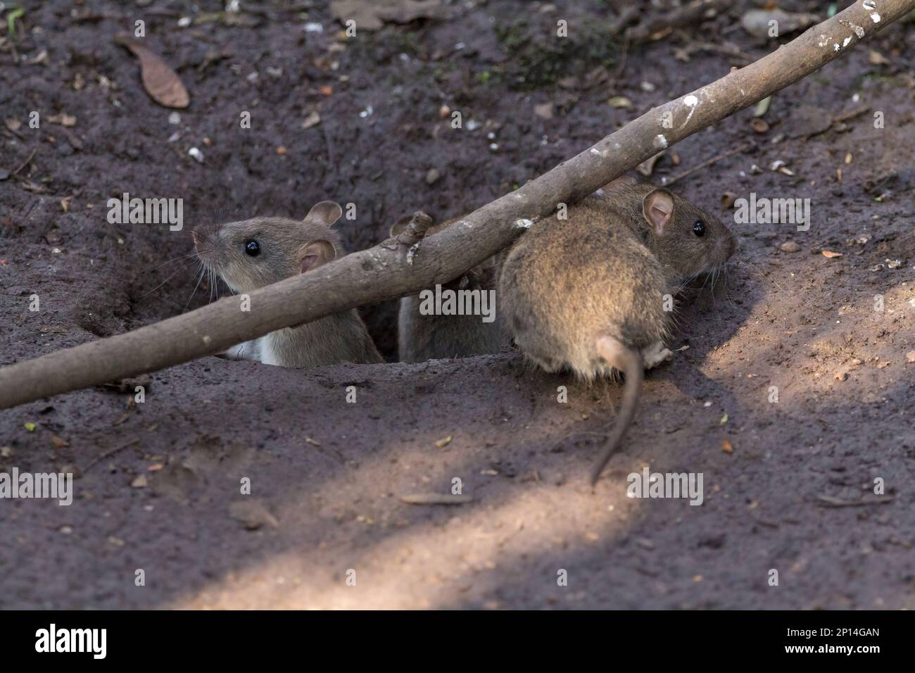 Rat rats under bird feeders hi-res stock photography and images - Alamy
