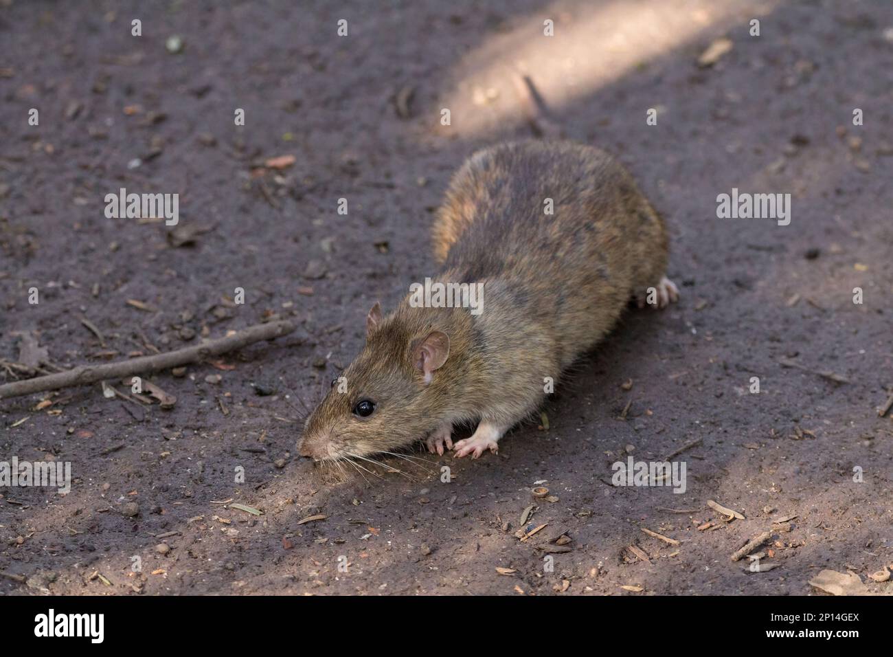 Rat brown Rattus norvegicus, coarse brownish grey fur small finely ...