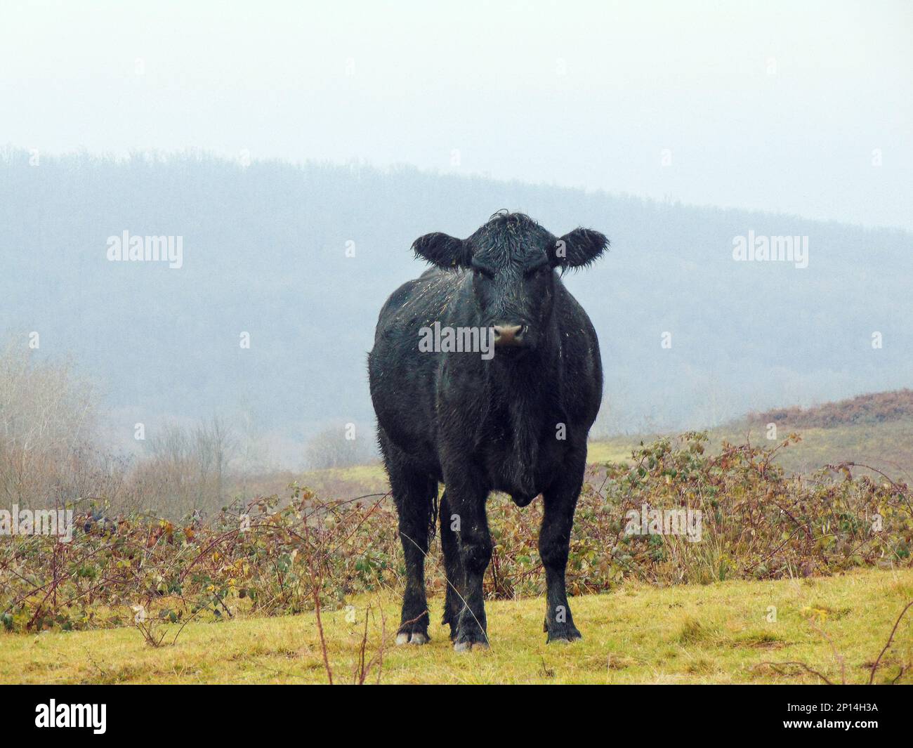 Field in december hi-res stock photography and images - Alamy