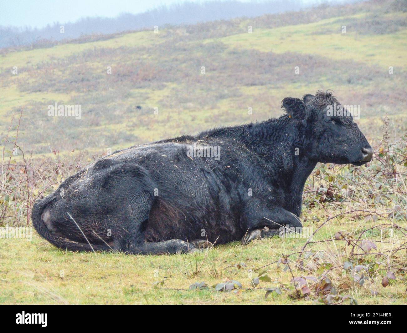 Black angus cow in the field in December Stock Photo - Alamy