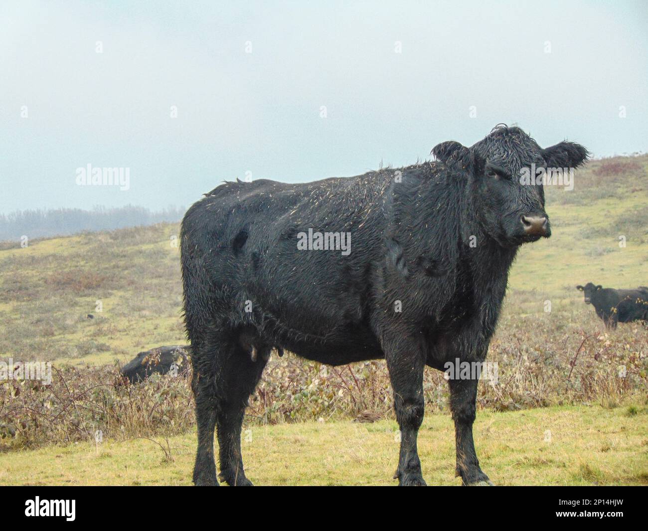 December cow hi-res stock photography and images - Alamy
