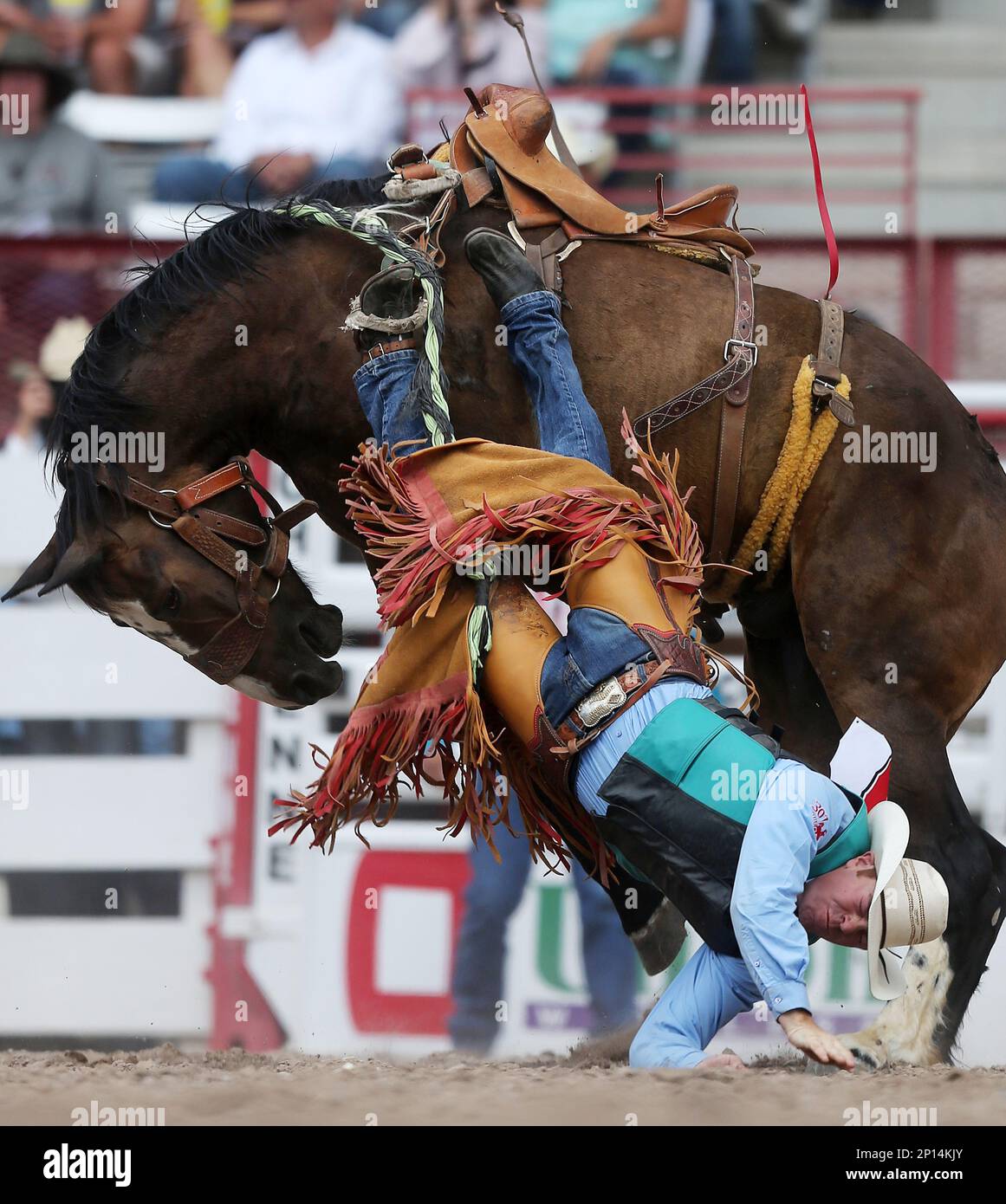 Cody Peterson, of Yoder, Colo., hits the ground in the rookie bronc ...
