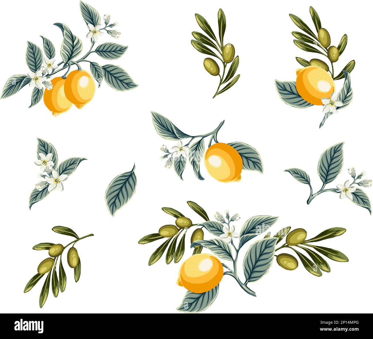 lemon, lemon slices, olives and olive branch Set of hand drawn ...
