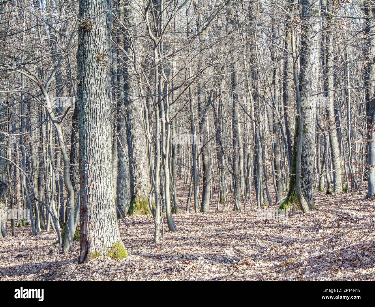 Forest in december in Maramures county, Romania. Forest landscape Stock ...