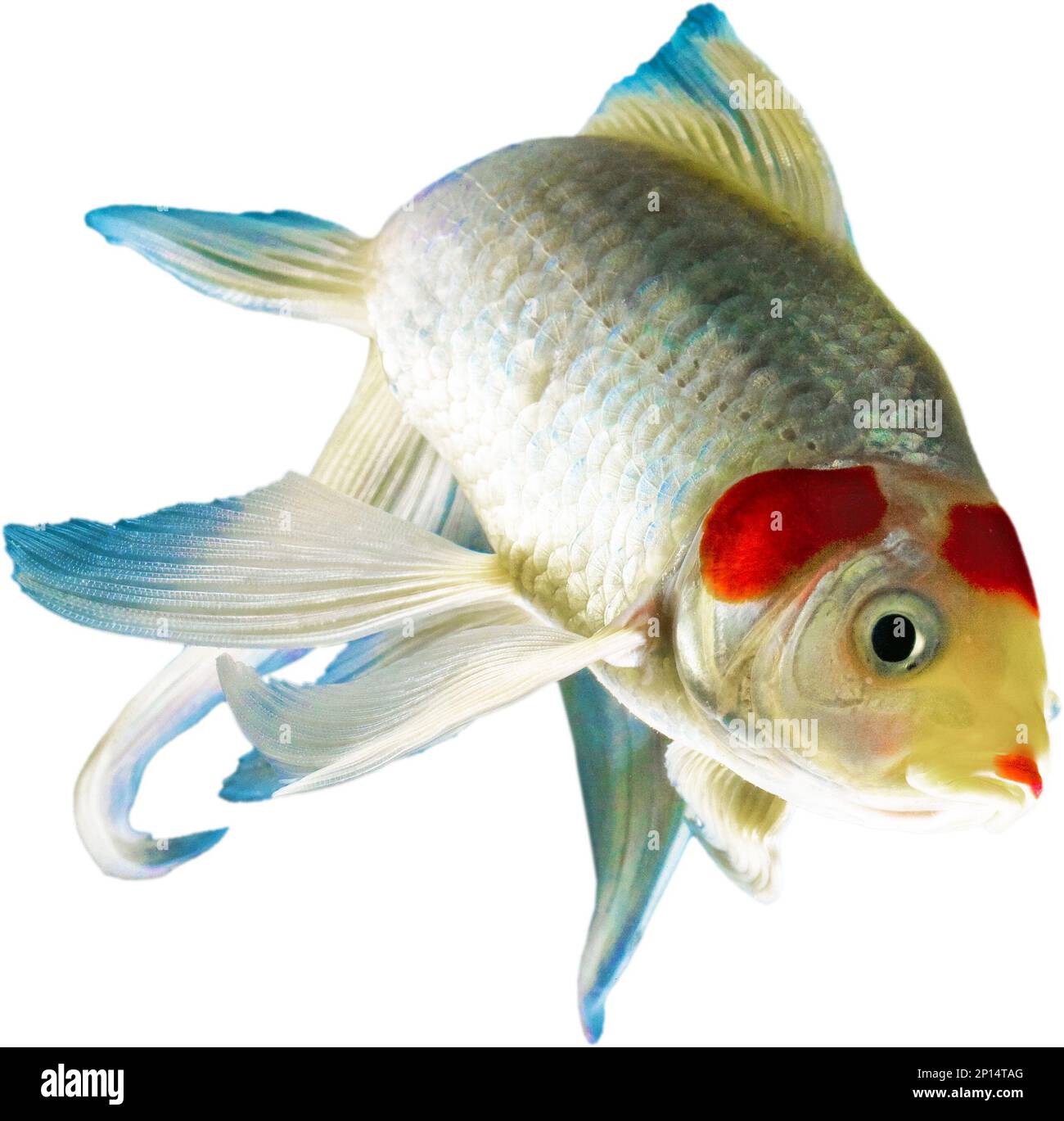 Large and colorful fish looking at the camera on a white background ...