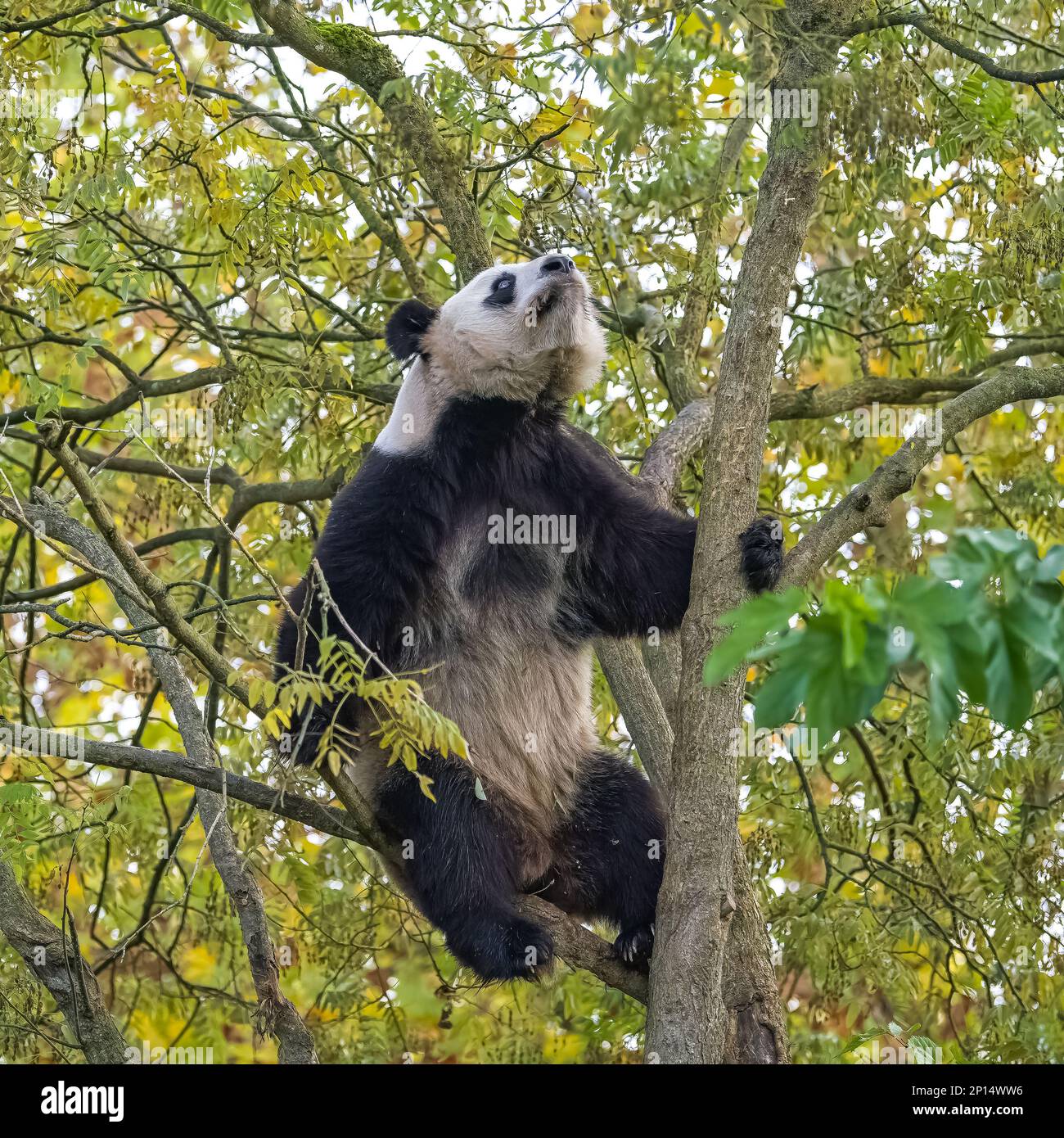 A giant panda climbing in a tree, eating leaves in autumn Stock Photo ...