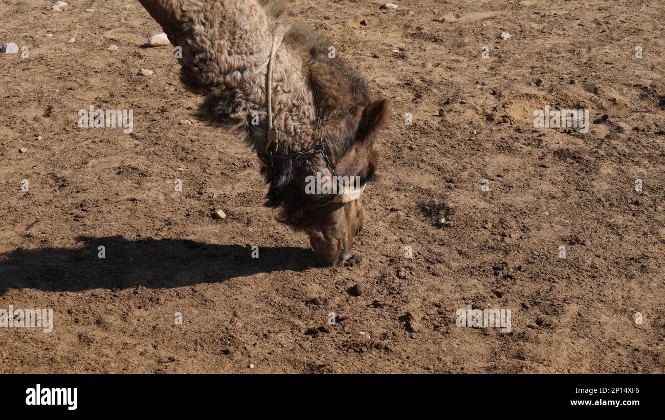 A picture of a camel that sniffing camel feces Stock Photo - Alamy