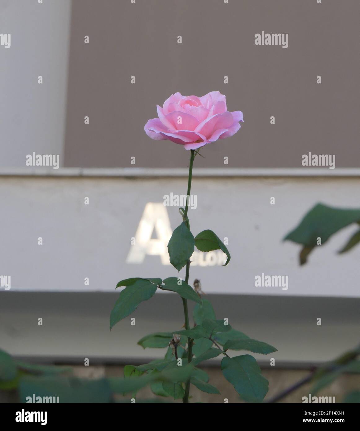 Rose pink building hi-res stock photography and images - Alamy