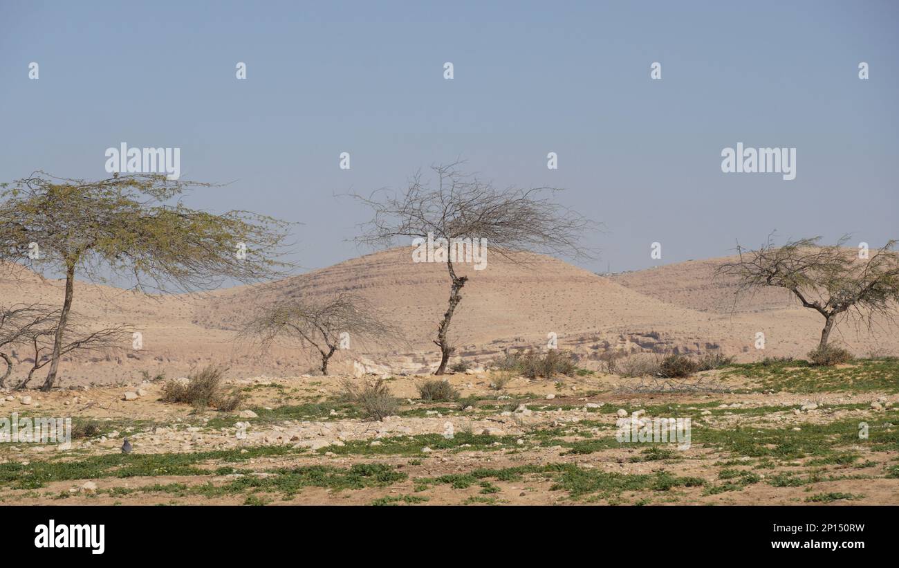 Umbrella thorn acacia israeli babool hi-res stock photography and ...