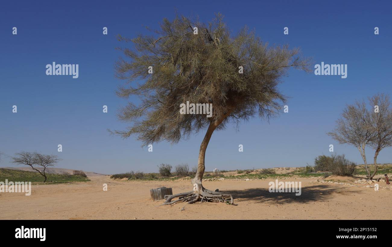 Vachellia tortilis, widely known as Acacia tortilis is the umbrella ...