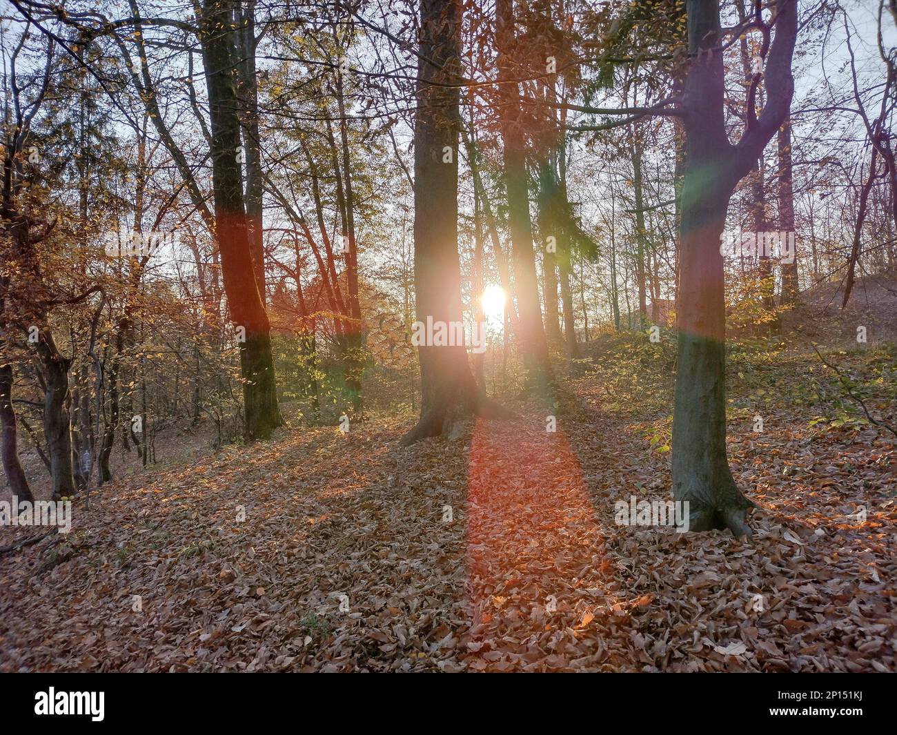 Sunset behind trees from hi-res stock photography and images - Alamy