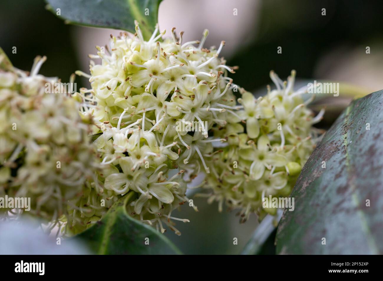 Blooming ilex aquifolium hi-res stock photography and images - Alamy