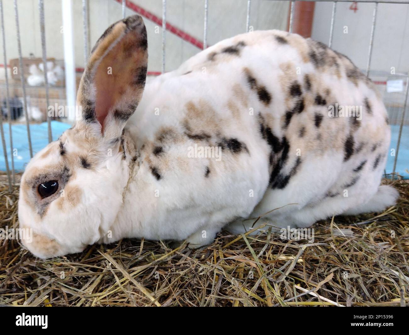 White rabbit with brown and black spots Stock Photo - Alamy