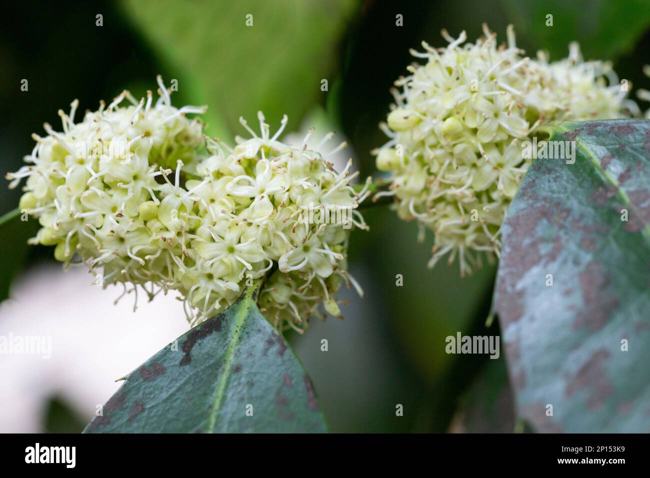 Ilex aquifolium shrub with white flowers springtime Stock Photo - Alamy