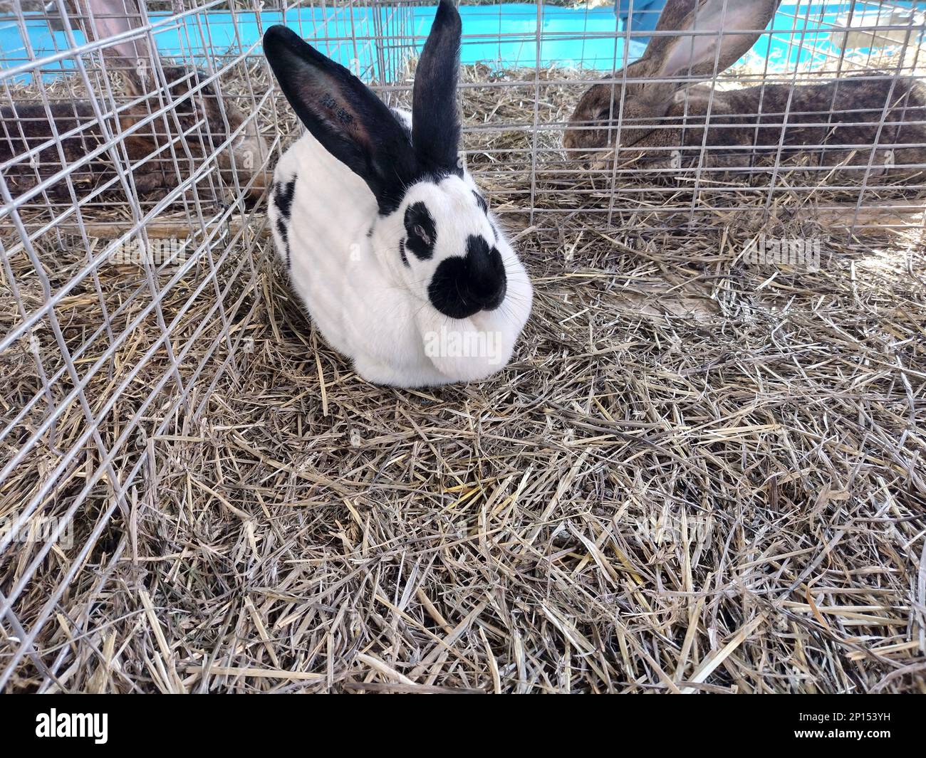 White rabbit with black spots Stock Photo - Alamy