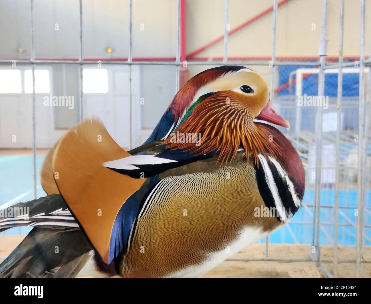 Closeup shot duck head hi-res stock photography and images - Alamy