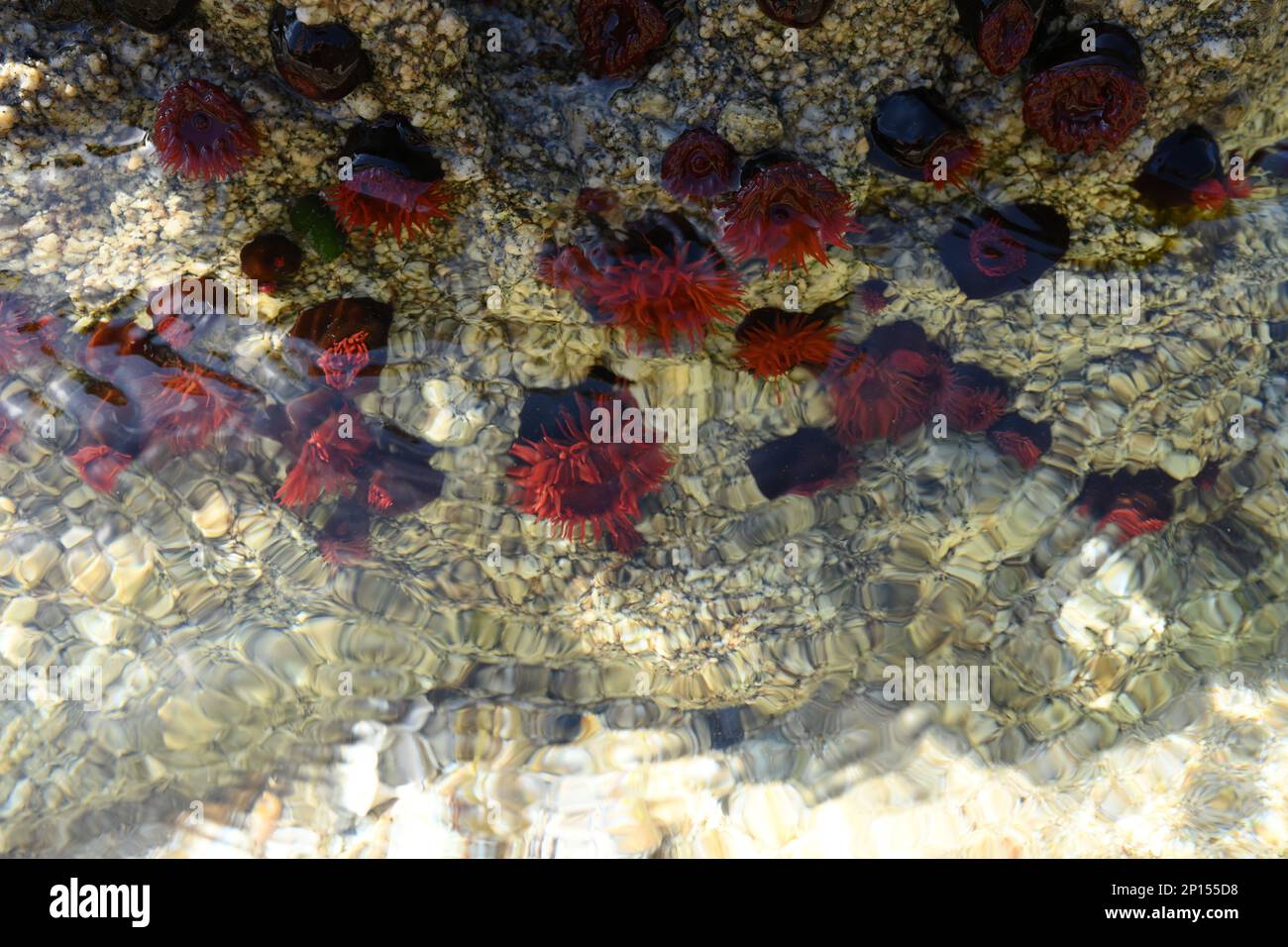 Anemones in rock pool on beach intertidal zone on the Tasman Peninsula ...