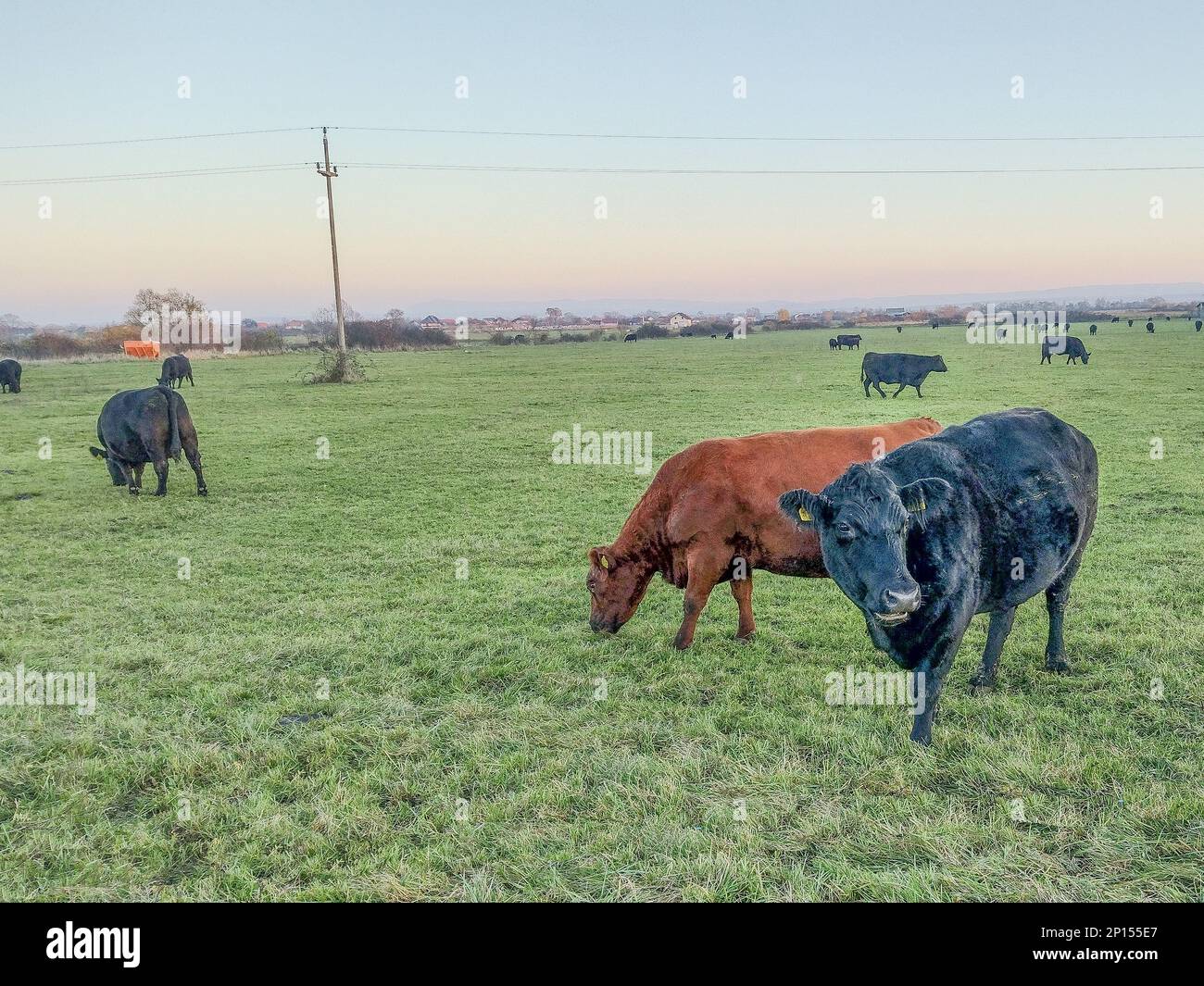 Black angus cows and a red angus cow in the field Stock Photo - Alamy