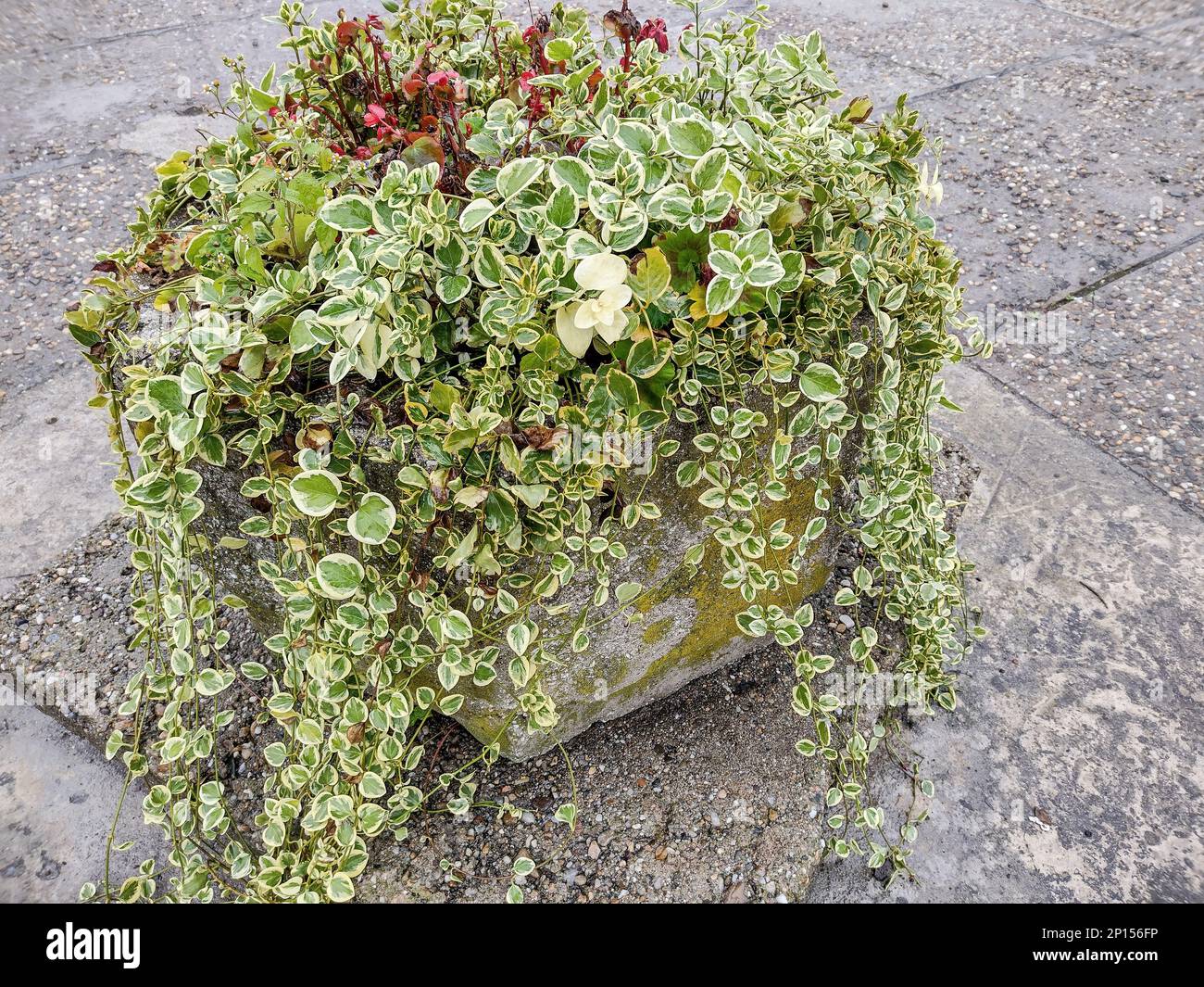 Climbing euonymus (Euonymus fortunei) plant in a street pot. In Baia ...