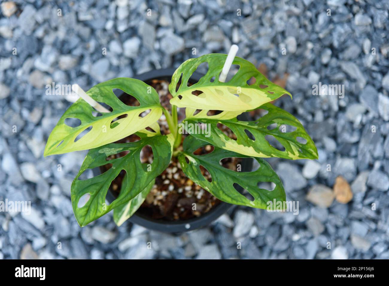 Monstera adansonii albo variegated giant Stock Photo - Alamy