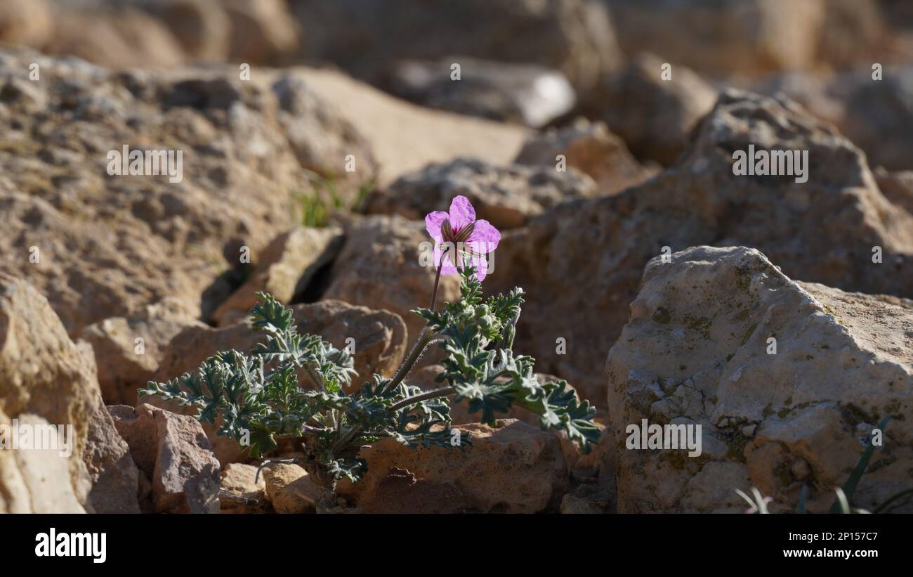 Blossom of Erodium crassifolium flower, Negev desert, Israel Stock ...