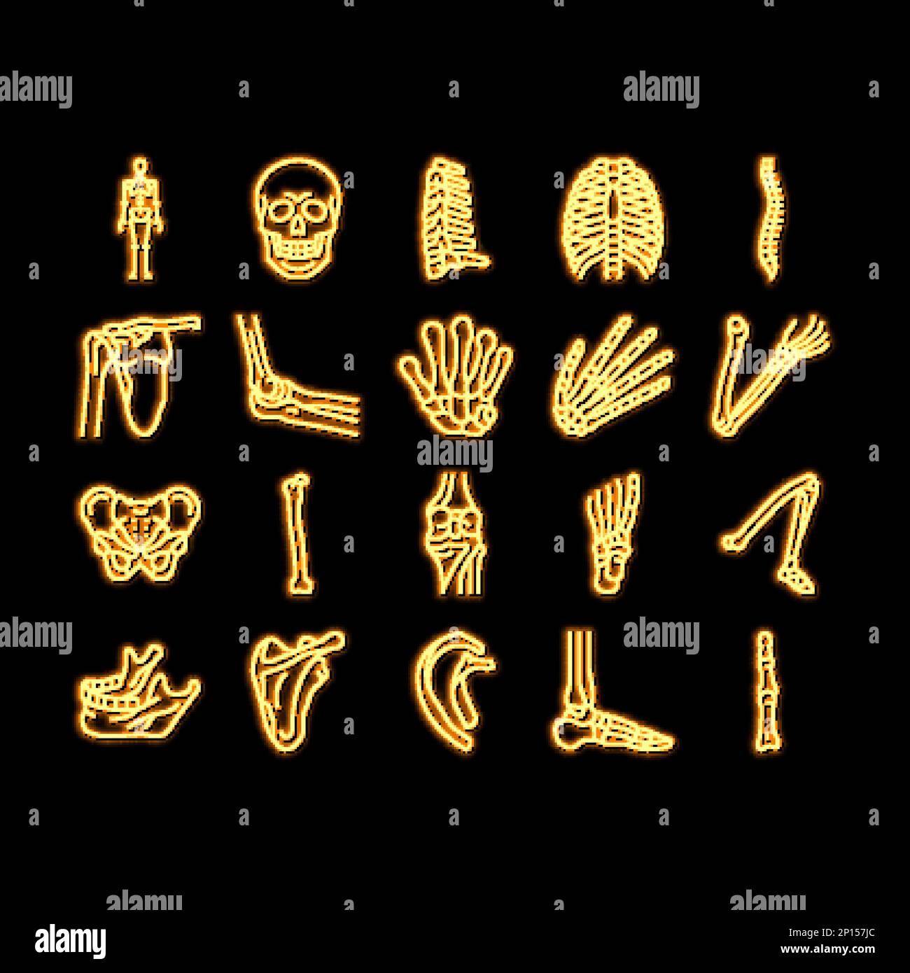 Bone Human Skeleton Structure neon glow icon illustration Stock Vector ...
