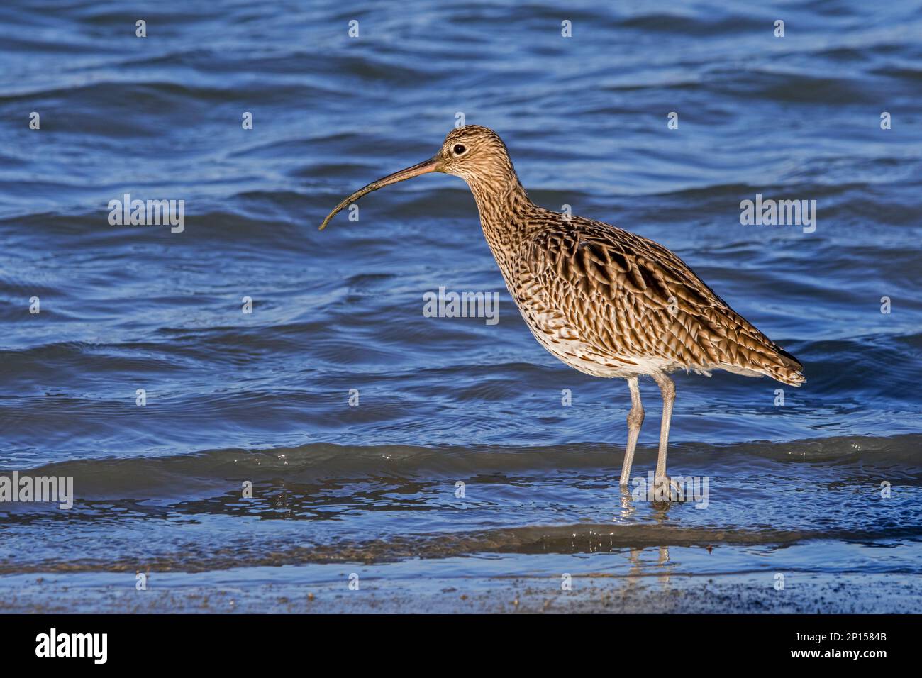 Eurasian curlew / common curlew (Numenius arquata) foraging in shallow ...