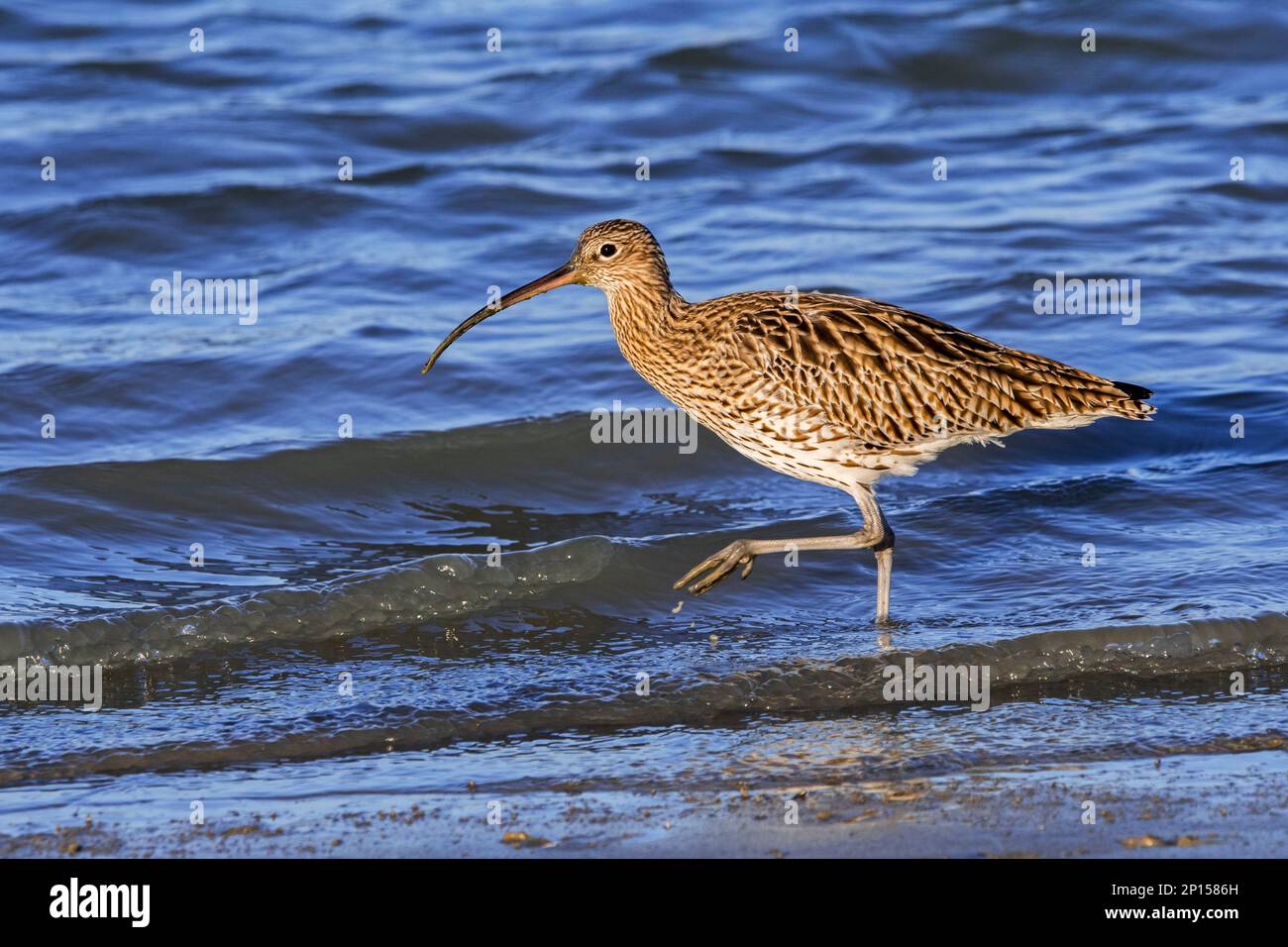 Eurasian curlew / common curlew (Numenius arquata) foraging in shallow ...