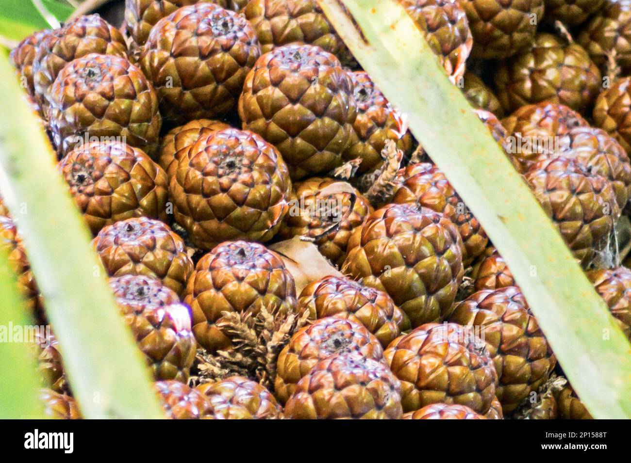 Raphia hi-res stock photography and images - Alamy