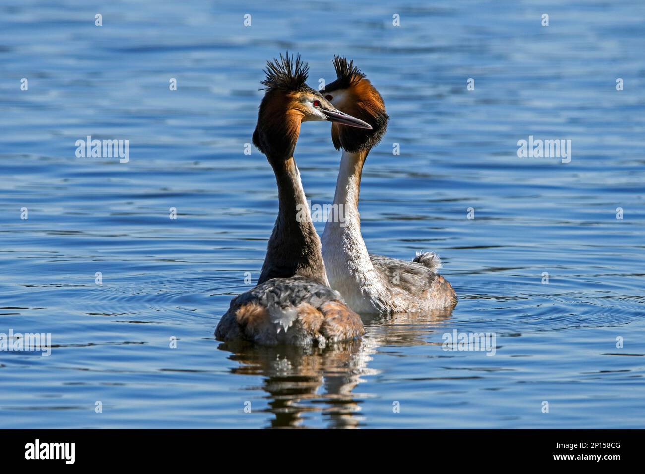Great crested grebe (Podiceps cristatus) pair in breeding plumage ...