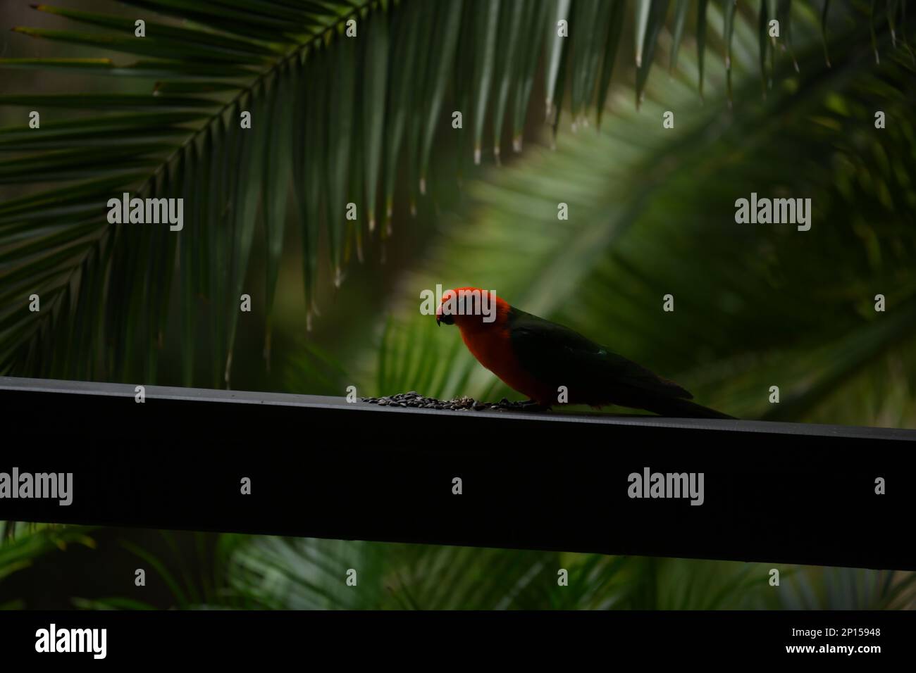 King parrot on balcony railing with palm fronds overhanging open door ...