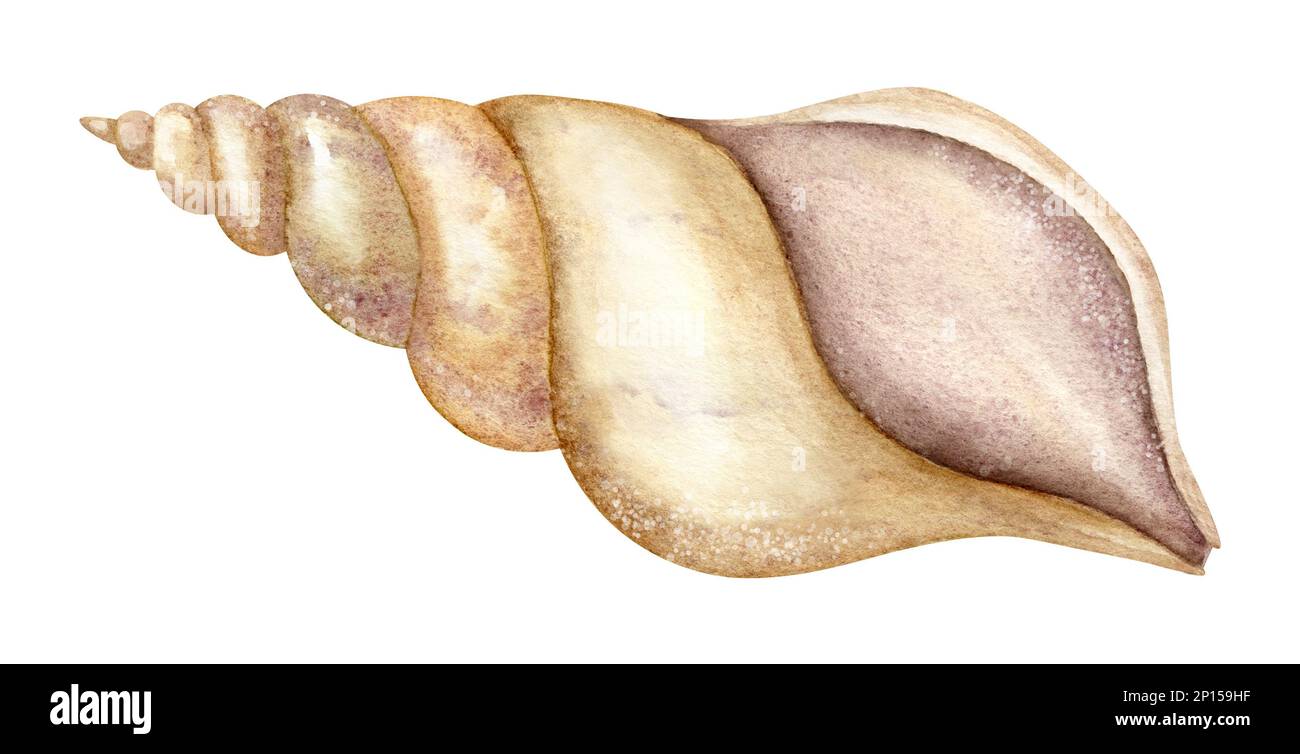 Watercolor Spiral Seashell On Isolated Background Hand Drawn
