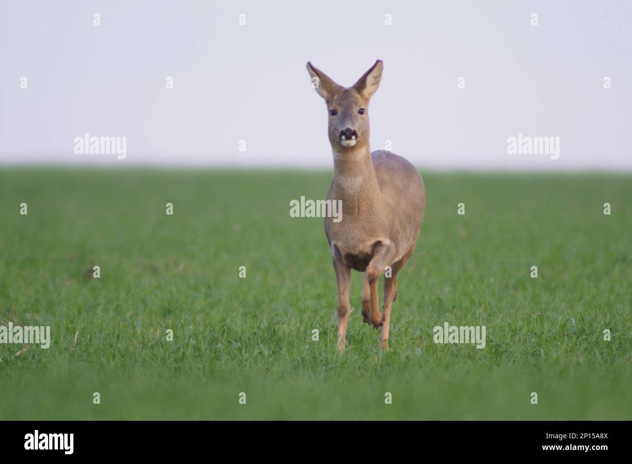 Roedeer standing in field hi-res stock photography and images - Alamy