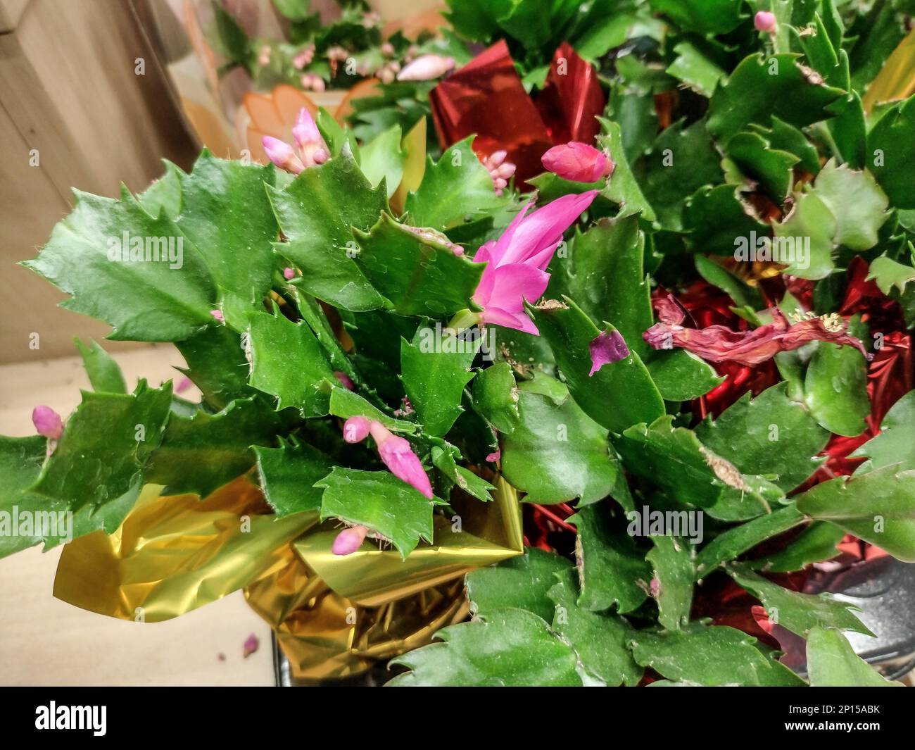 Blooming Christmas cactus. Schlumbergera truncata plant Stock Photo - Alamy